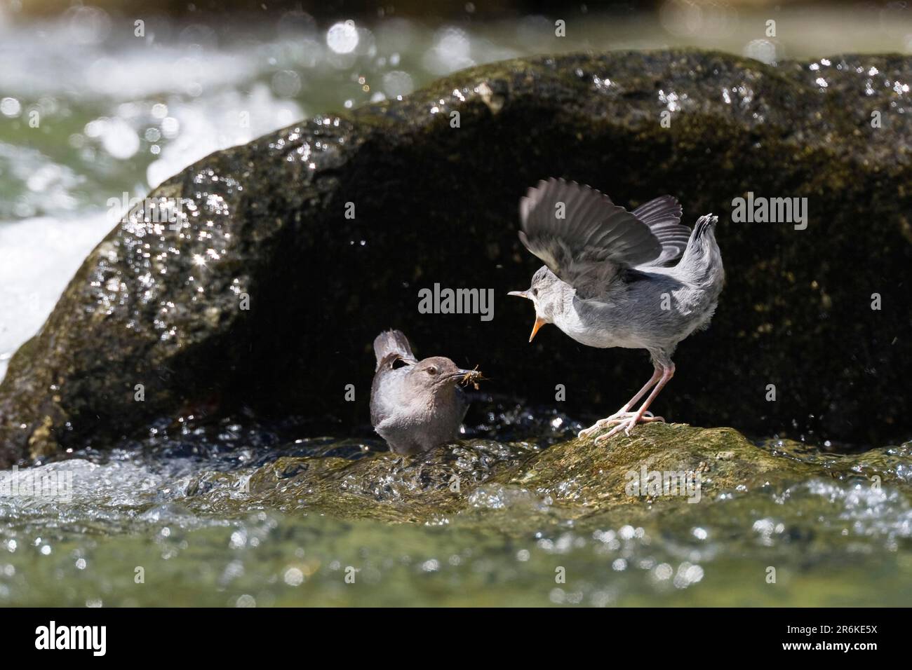 American White-throated Dipper (Cinclus mexicanus) with young bird ...