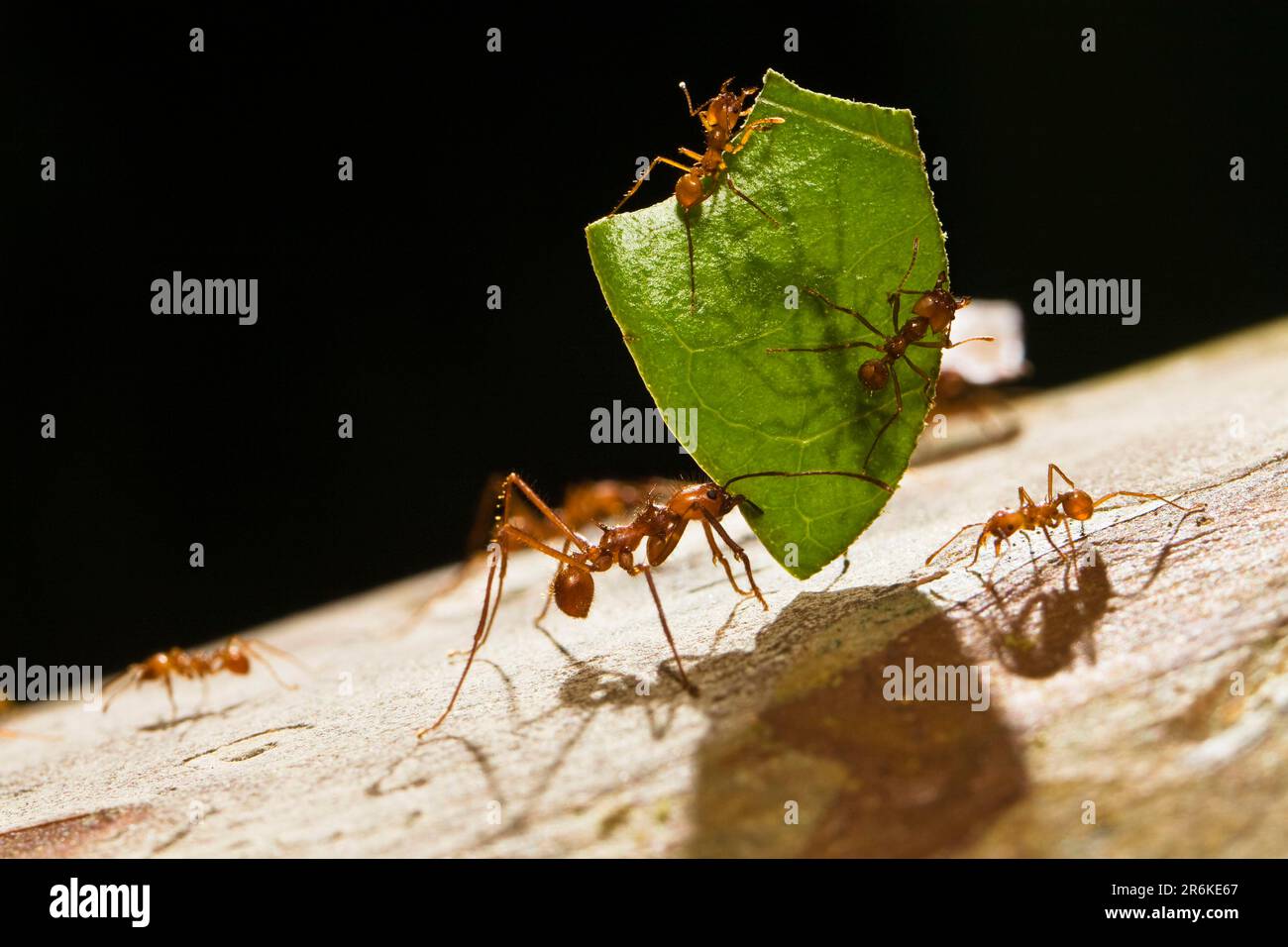 Leaf cutter ants carry leaf piece (Atta cephalotes), ant, ants, Costa ...