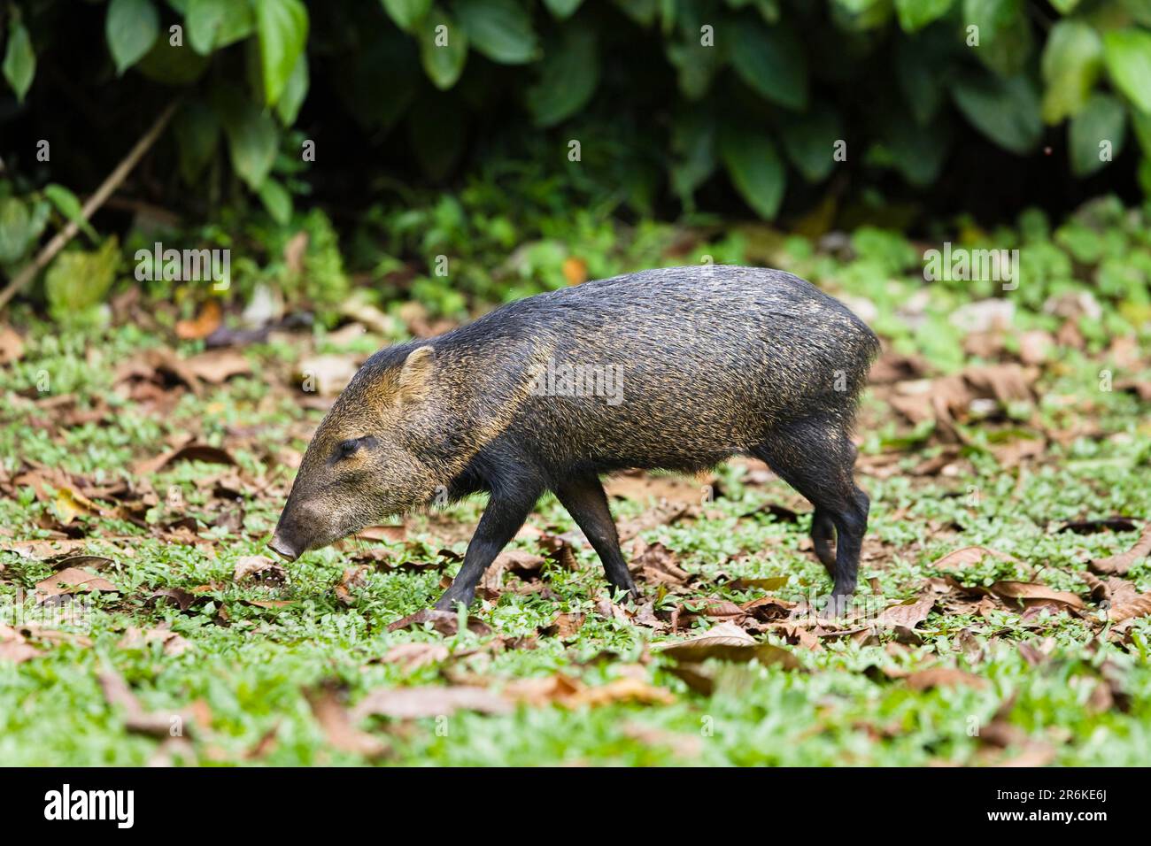 Collared peccary (Tayassu tajacu), Braulio Carrillo Collared Peccary ...