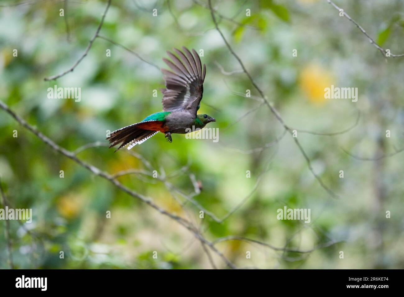 Quetzal, female (Pharomachrus mocinno costaricensis), bird of the gods ...
