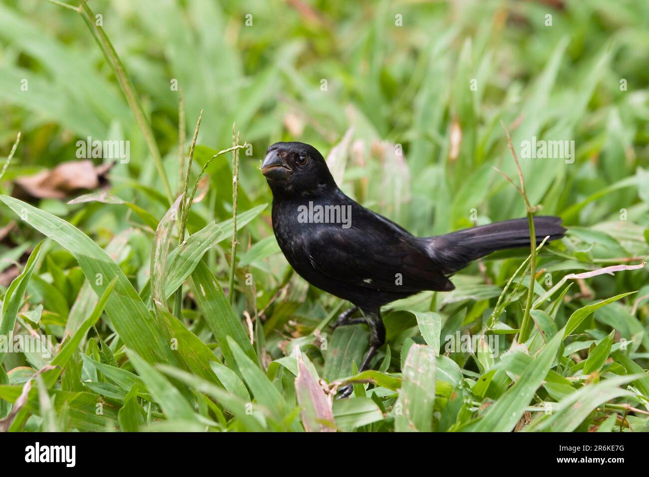 Changeling Seedeater, Braulio Carrillo National Park (Sporophilus ...