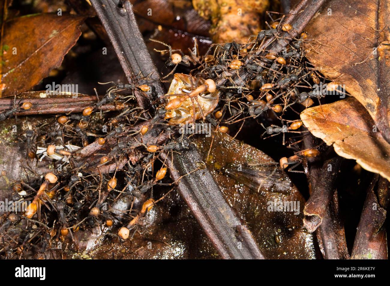 Driver ant hi-res stock photography and images - Alamy