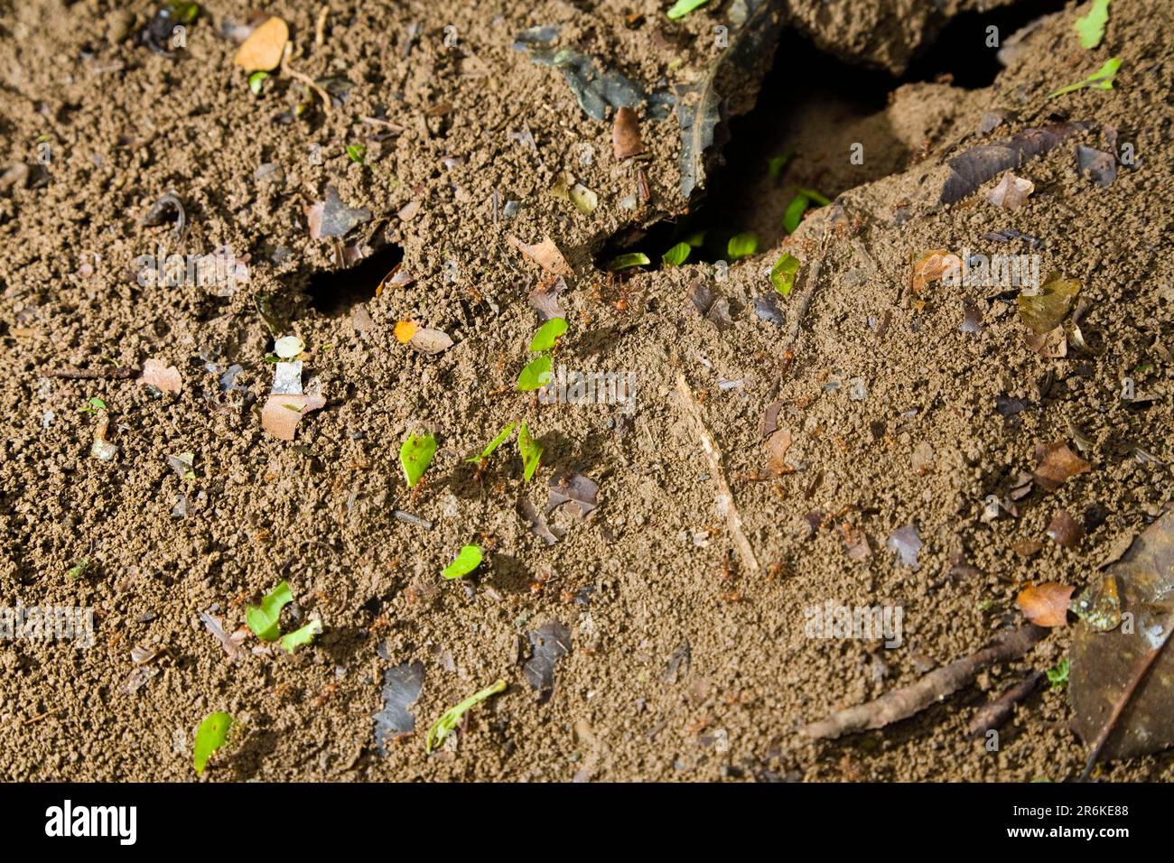 Leafcutter ants carry leaves (Atta cephalotes), ant, ants, Costa Rica ...