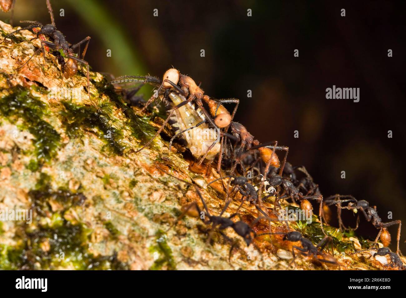 Driver ant hi-res stock photography and images - Alamy
