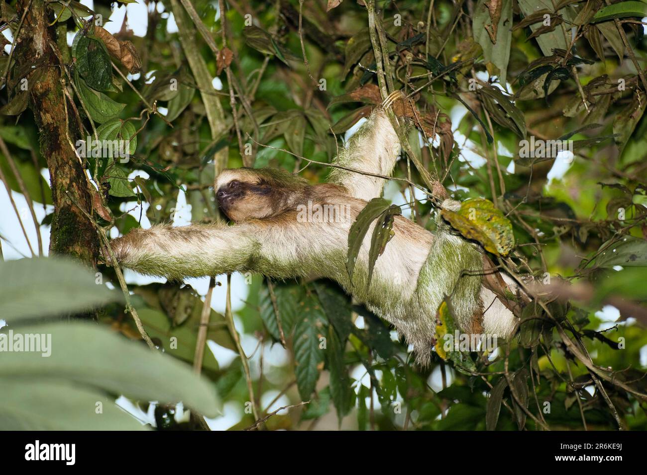 Pale-throated sloth (Bradypus tridactylus), Costa Rica Stock Photo - Alamy