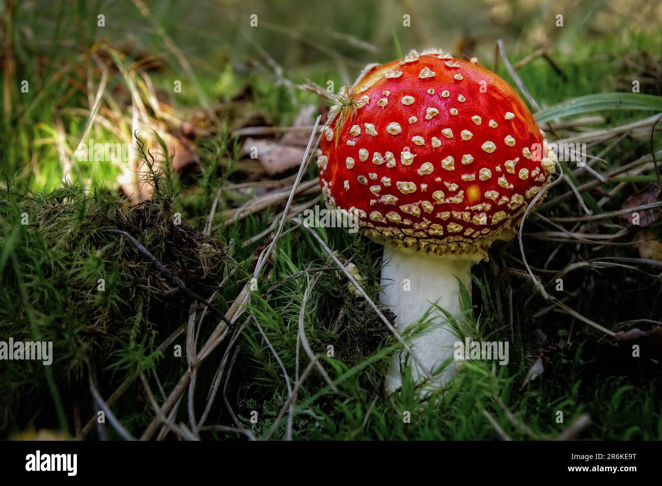 Big toadstool hi-res stock photography and images - Alamy