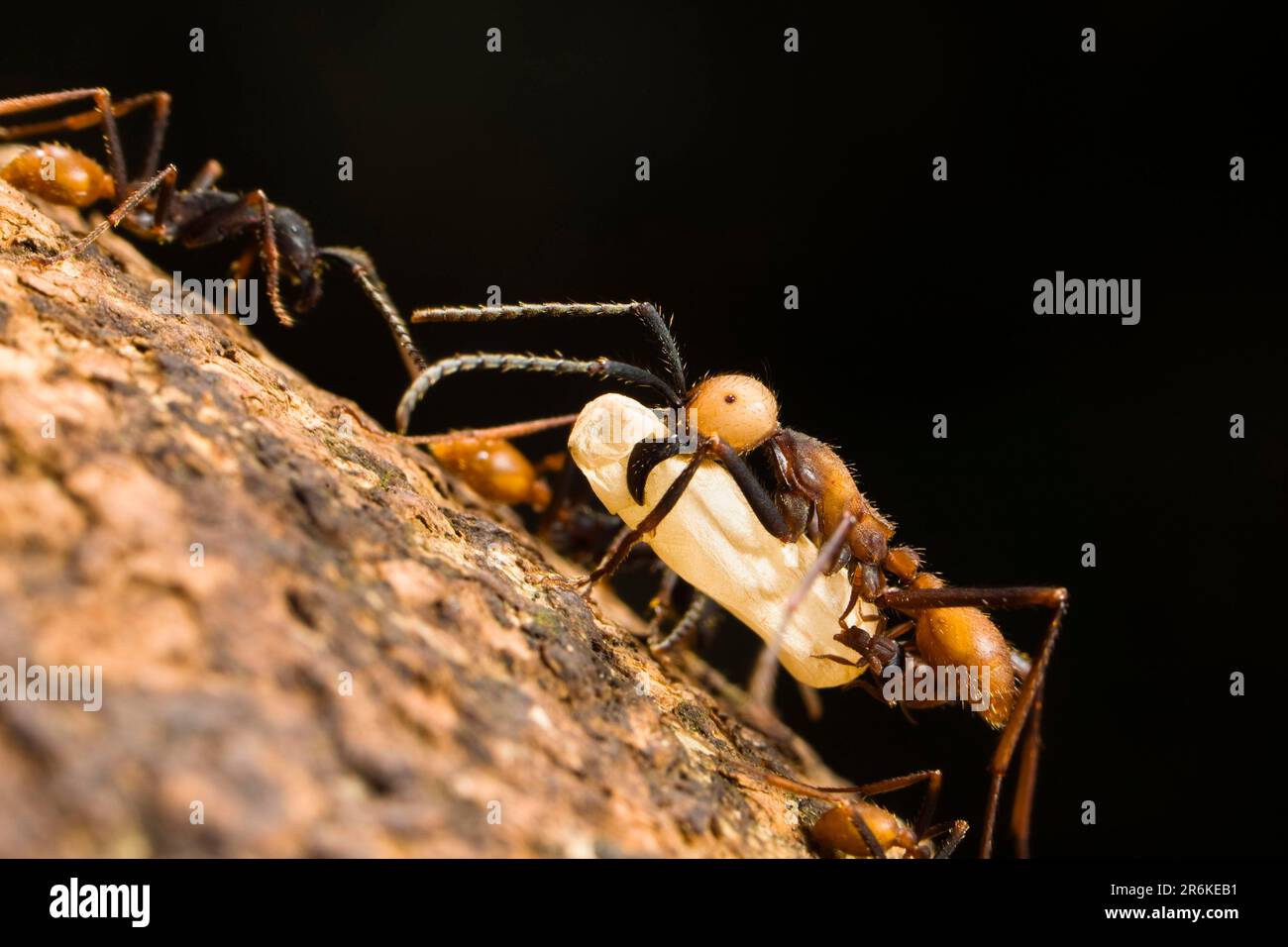 Driver ant, submajor, carrying larva and Eciton burchellii (Eciton ...