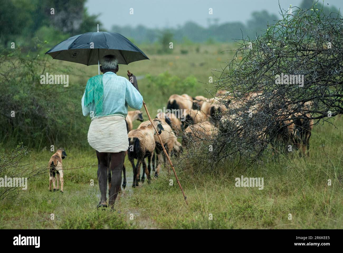 An old Shepherd man herding a flock of sheep on a rainy day Tamil Nadu ...