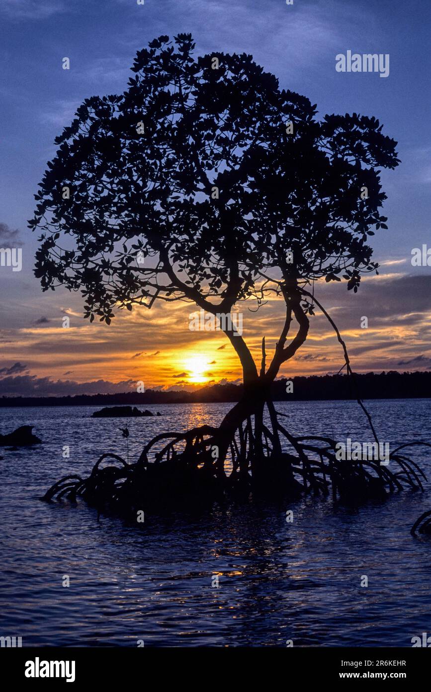 Sun set against Mangrove tree in Chidiya Tapu, Andaman, India, Asia ...