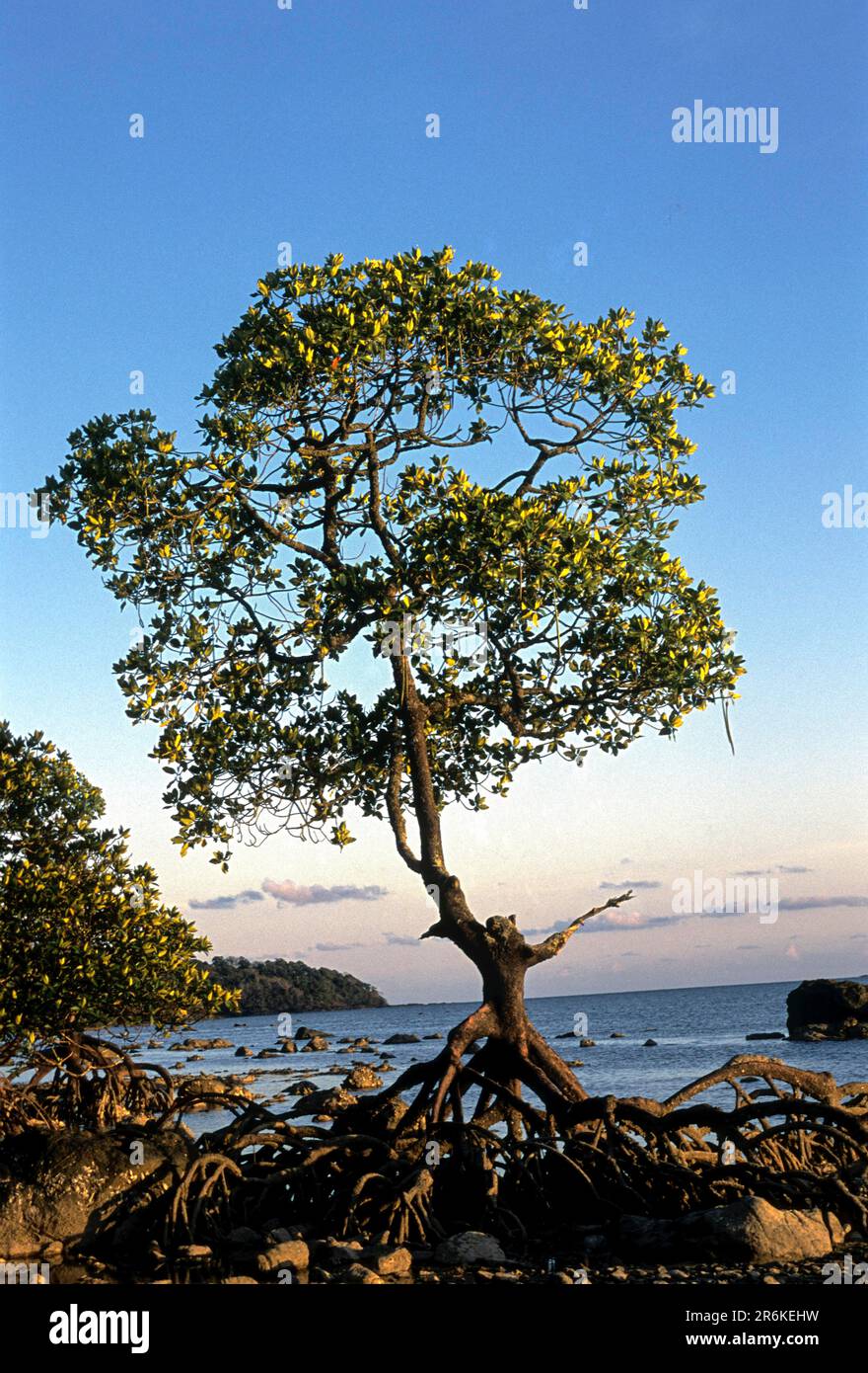 Indian mangrove hi-res stock photography and images - Alamy