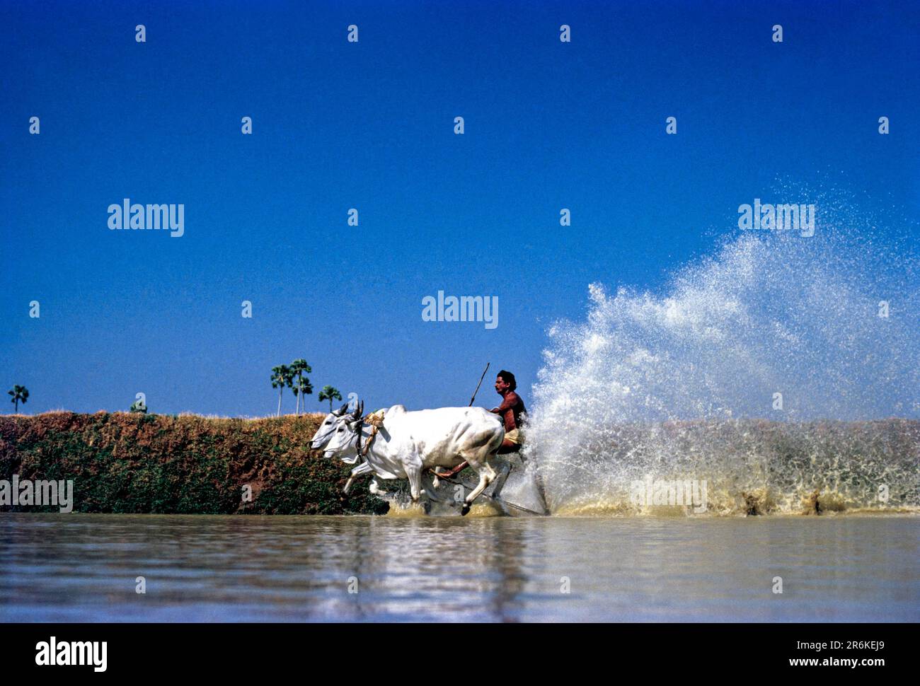 Cattle racing is also known as Maramadi, kalappoottu in Chithali near ...