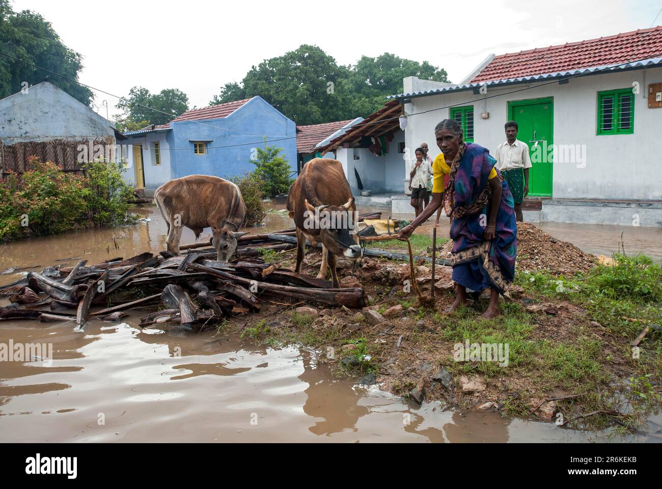 Woman standing on a mud patch and holding the cattle around rain water ...