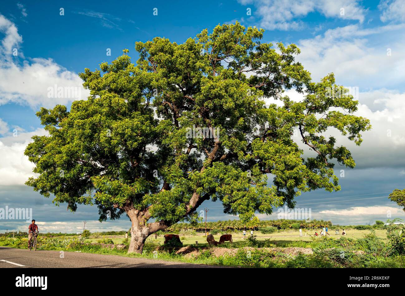 Neem Tree (Azadirachta Indica a. juss) (Melia azadirachta linn) on a ... Neem Tree (Azadirachta Indica a. juss) (Melia azadirachta linn) on a ...