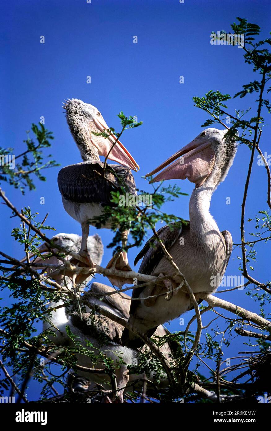 Pelican (Pelecanus) with chicks at Koonthankulam Bird Sanctuary near ...