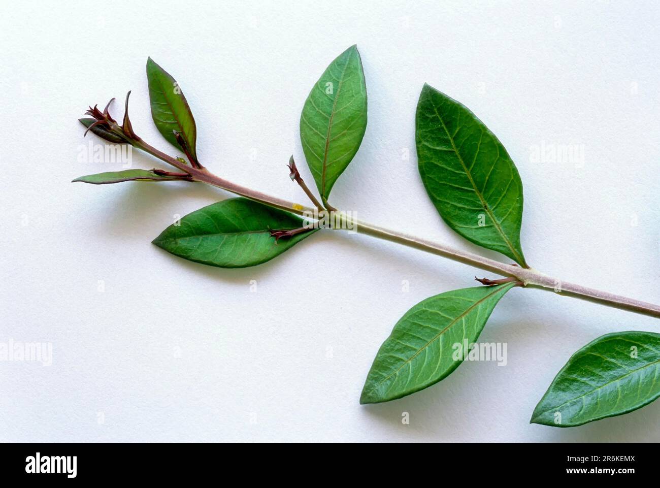 Medicinal leaves, Henna Lalba Lam Mehanti (Lawsonia inermis Linn ...