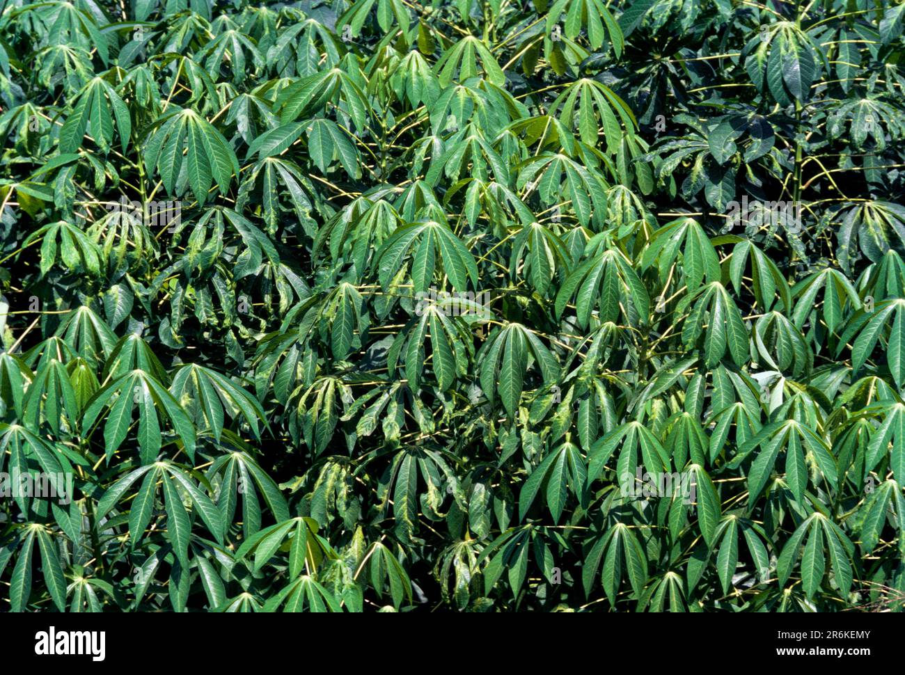 Tapioca cassava (Manihot esculenta) Kerala, South India, India, Asia ...