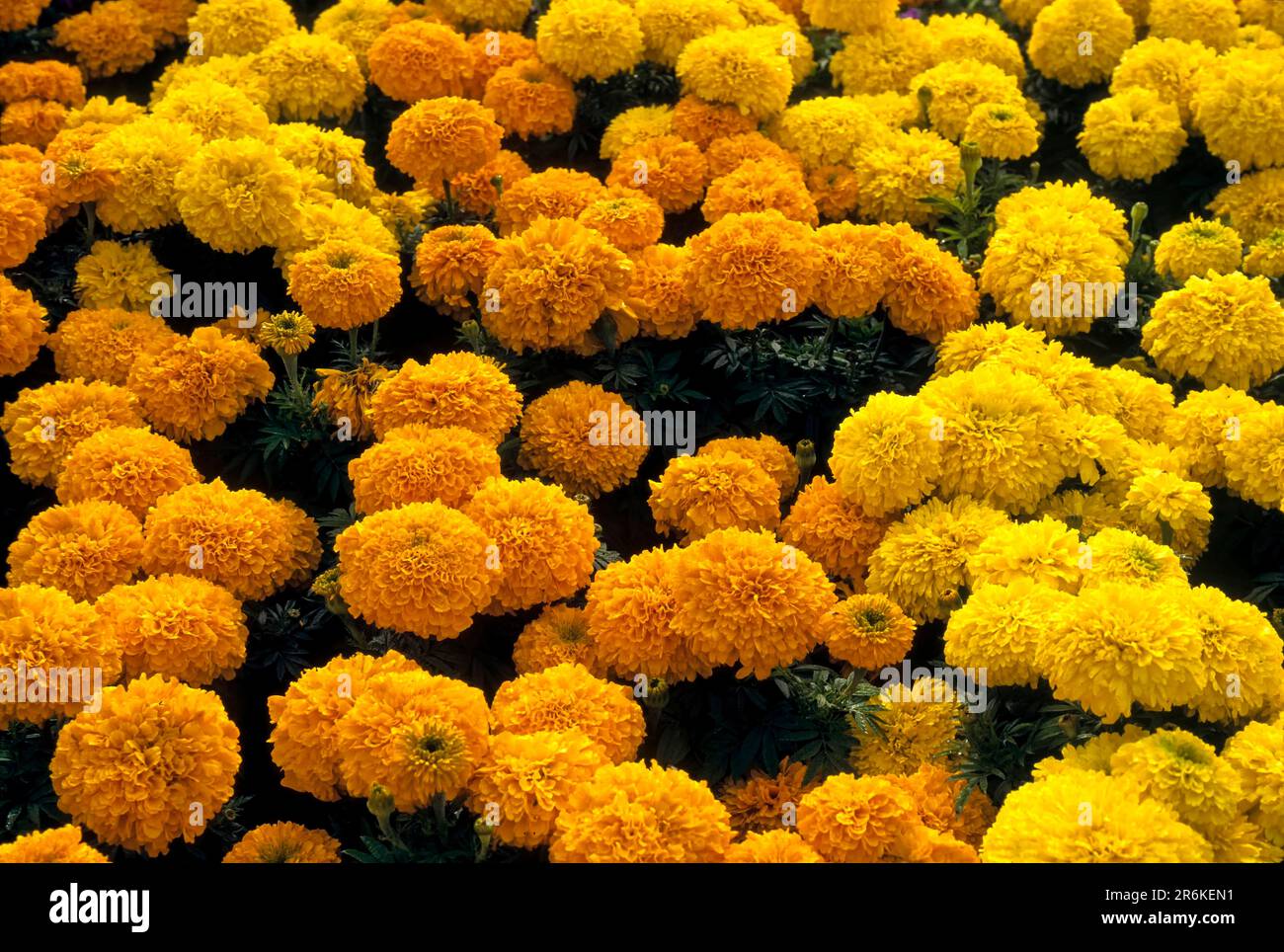 African Marigold (Tagetes erecta) Calendula in Ooty Udhagamandalam ...