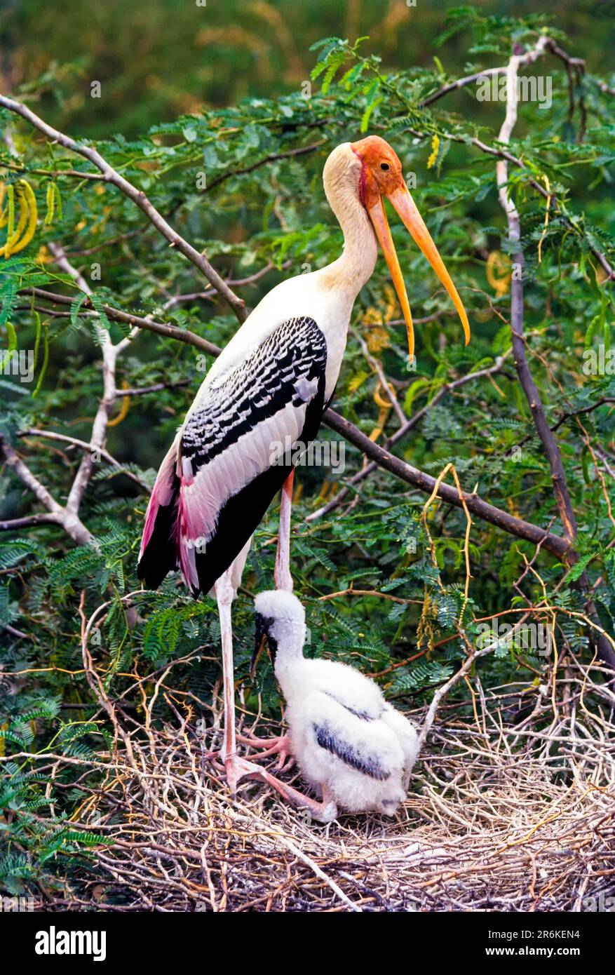 Painted stork (Mycteria leucocephala) with chick at Koonthankulam Bird ...