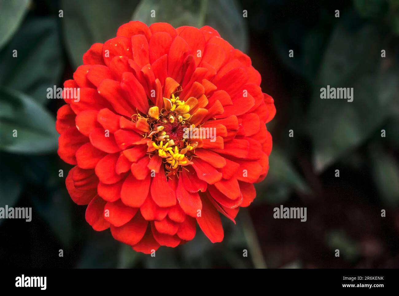 Zinnia flower south india hi-res stock photography and images - Alamy