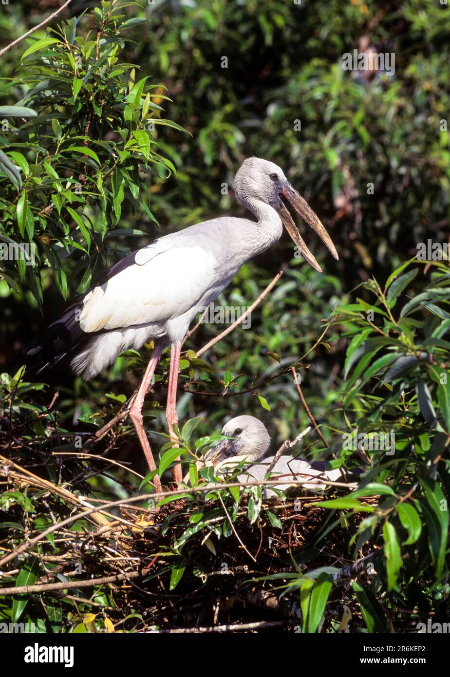 Open-billed stork (Anastomus oscitans) with chick Ranganathittu Bird ...