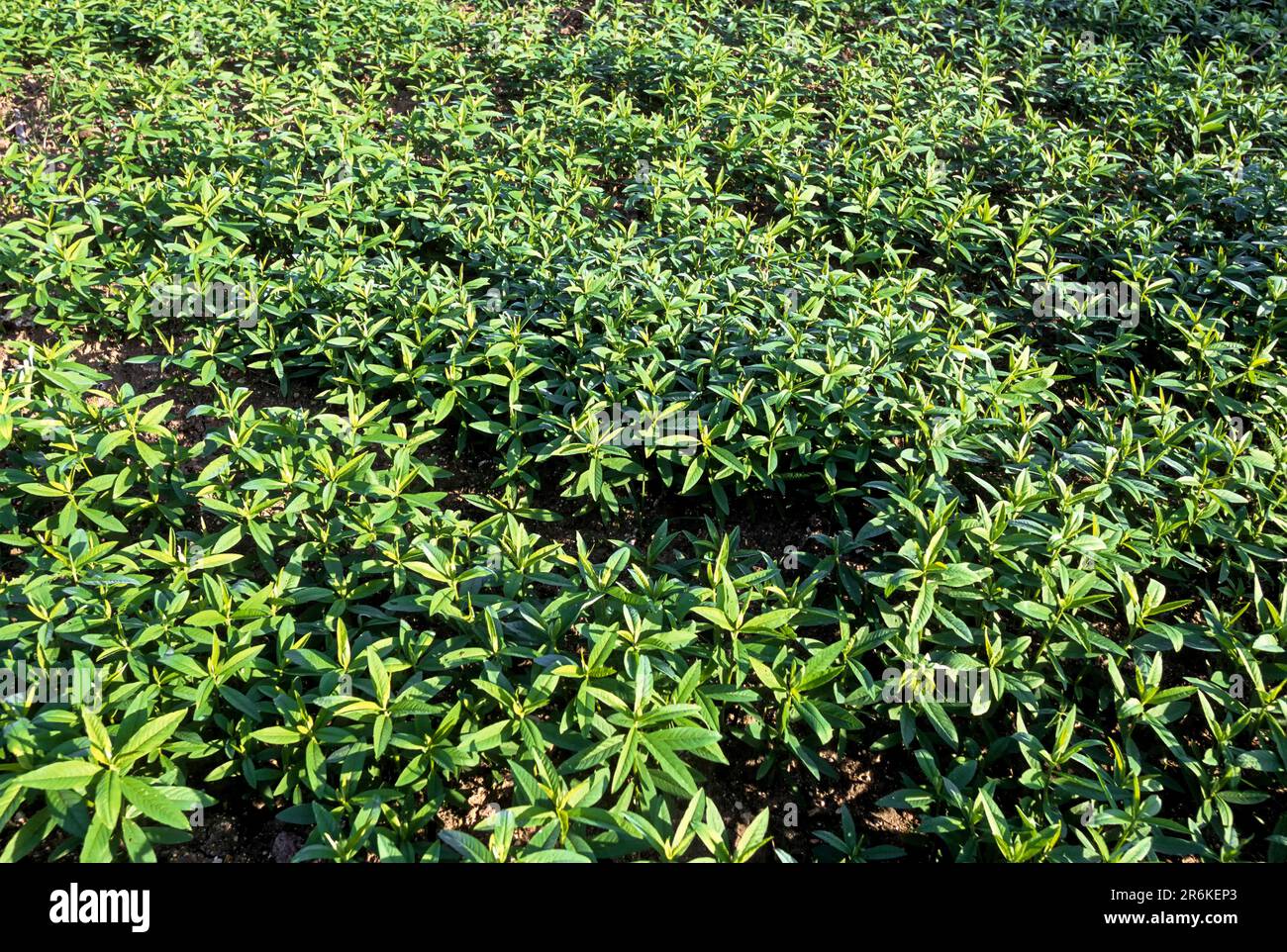 Green Manure brown hemp (Crotalaria juncea) Indian hemp, Madras hemp ...