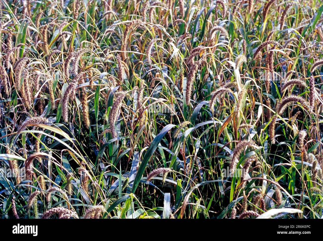 Indian millet foxtail millet (Setaria italica) Tamil Nadu, South India ...