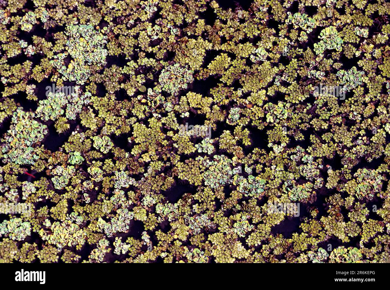 Water weed, back water in alleppey, alappuzha, Kerala, India Stock ...