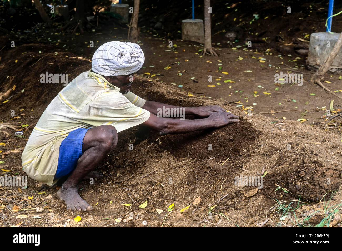 A farmer collecting Vermi compost near Madurai, Tamil Nadu, South India ...