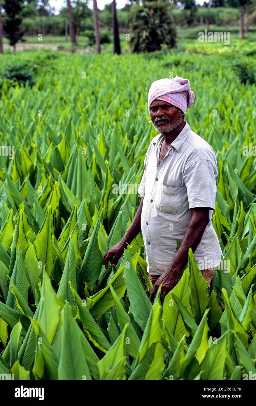 A farmer standing in between the turmeric (Curcuma) field in an organic ...
