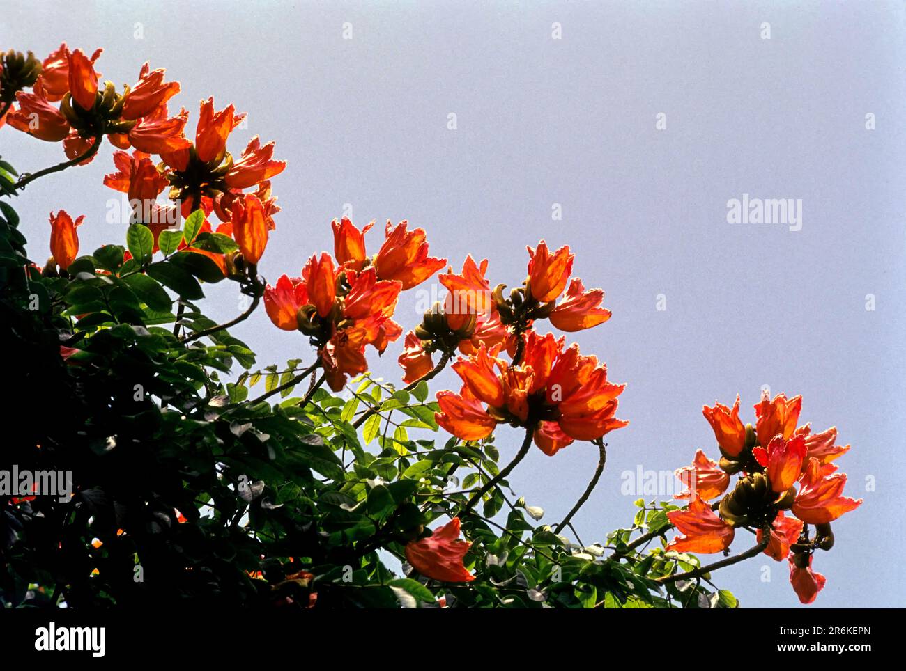 Flowering tree (Sapthodea companulata) in Mudumalai National Park ...