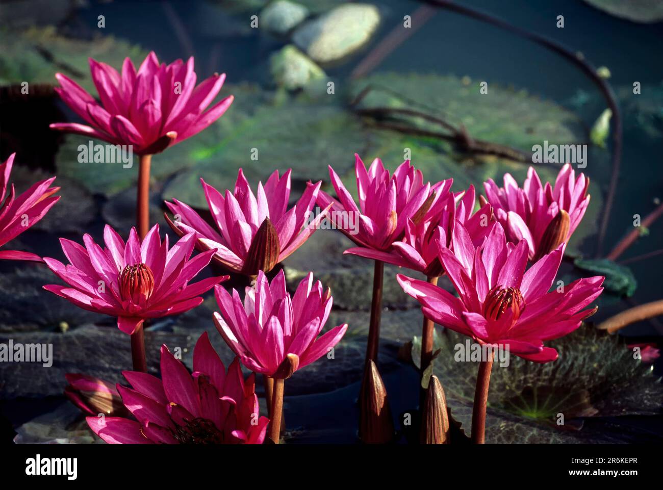 Indian water lily hi-res stock photography and images - Alamy