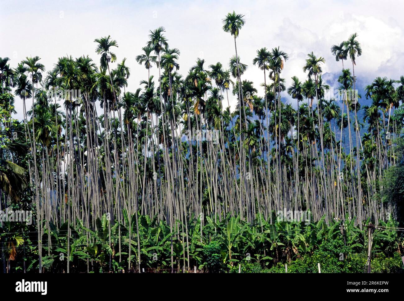 Medicinal plants (Arecaceae) arecanut (Areca Catechu Linn.) tree ...