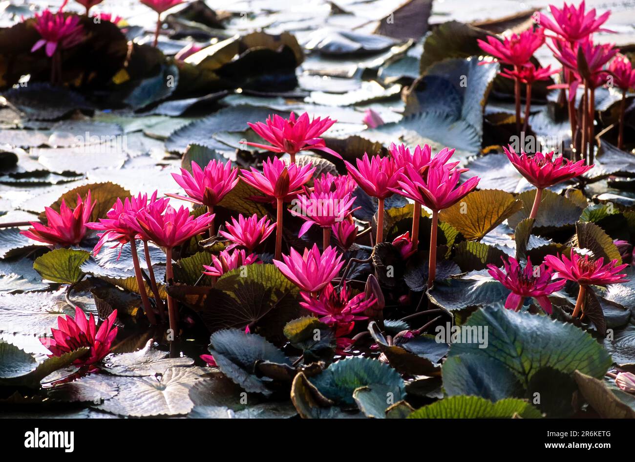 Indian red water lily (Nymphaea rubra) Tamil Nadu, South India, India ...