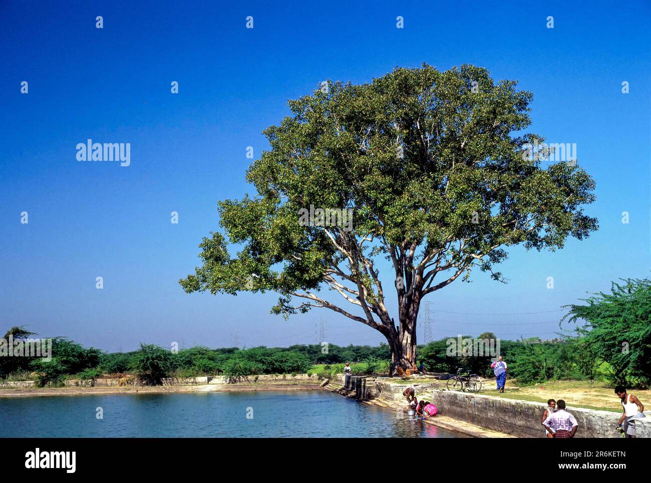 Pipal tree (Ficus religiosa) sacred tree, Tamil Nadu, South India ...