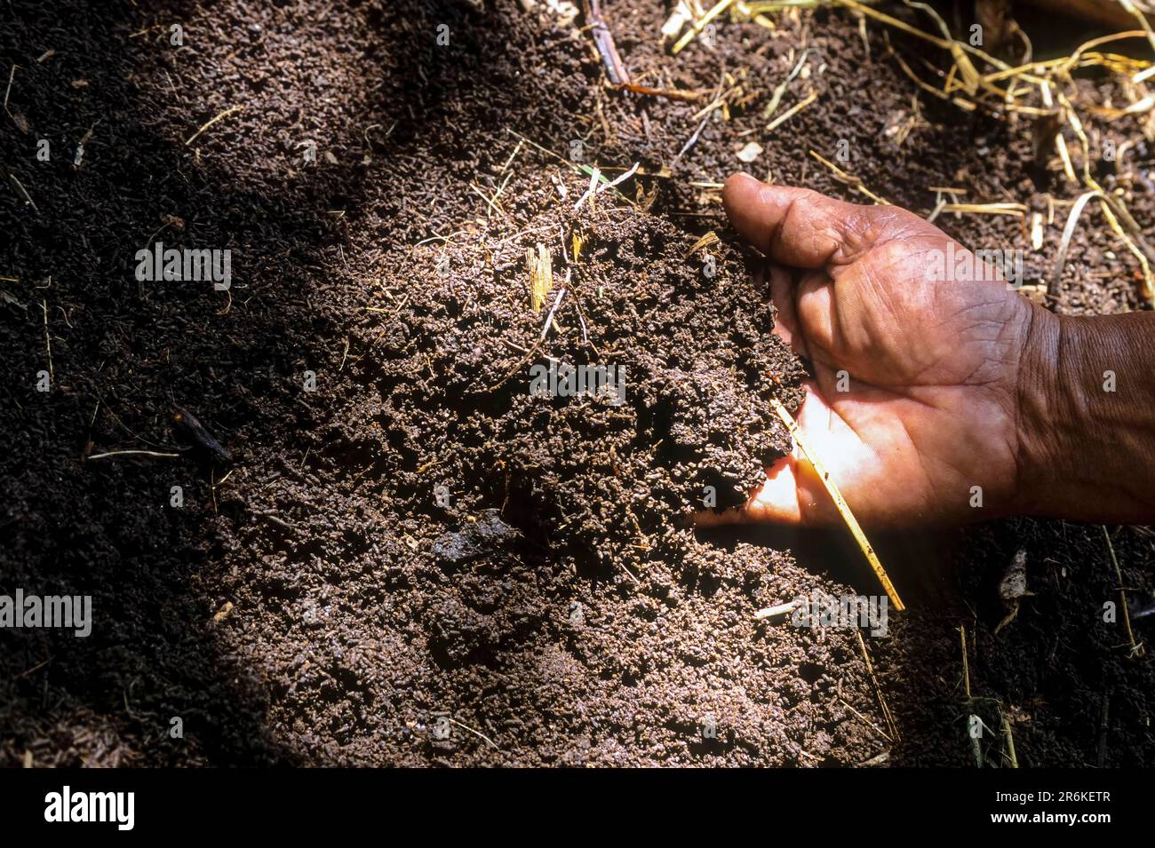 Vermi Compost organic farming, Tamil Nadu, South India, India, Asia ...