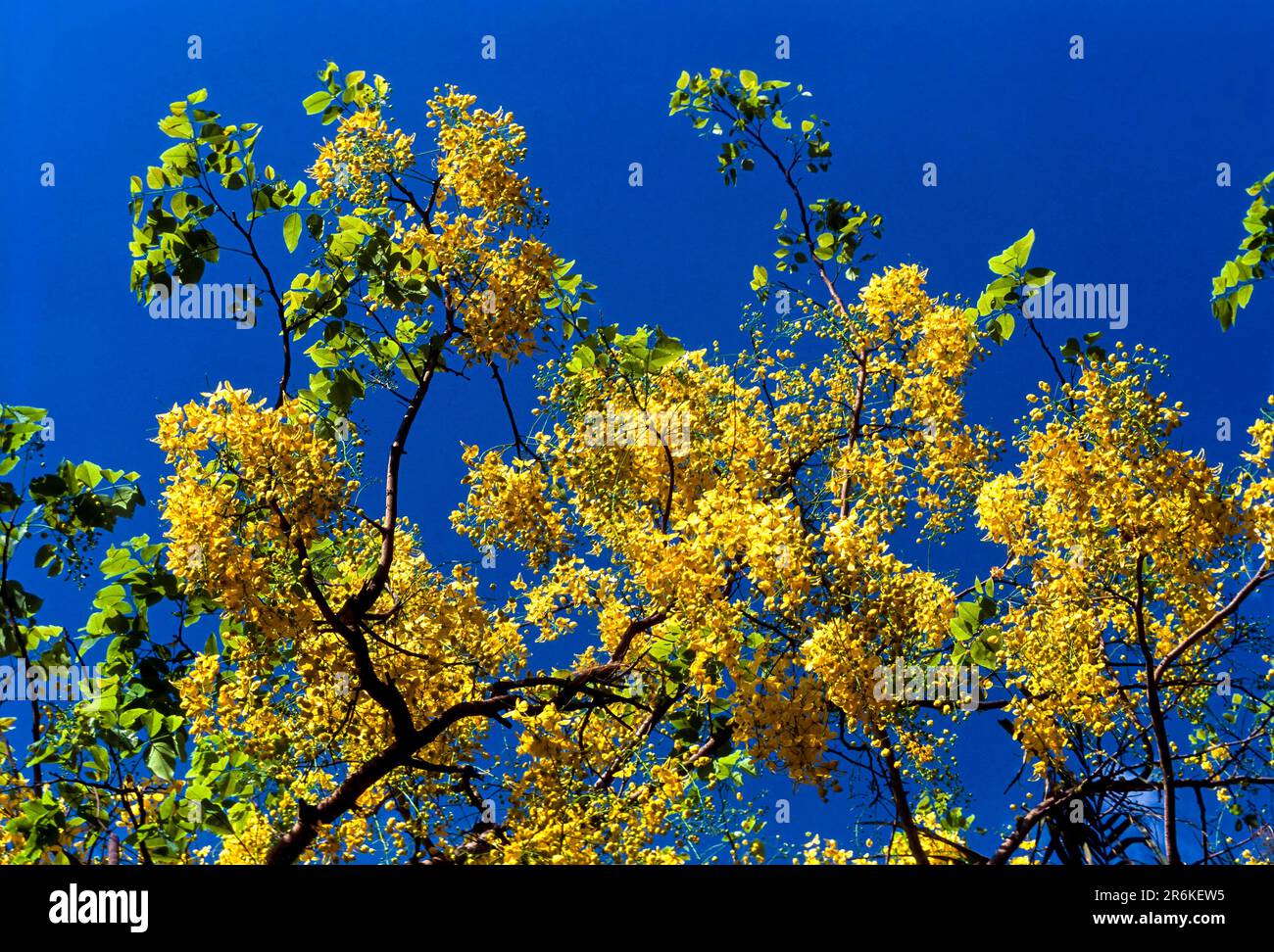 Golden Shower Flowering Tree Purging Cassia Indian Laburnum Pudding