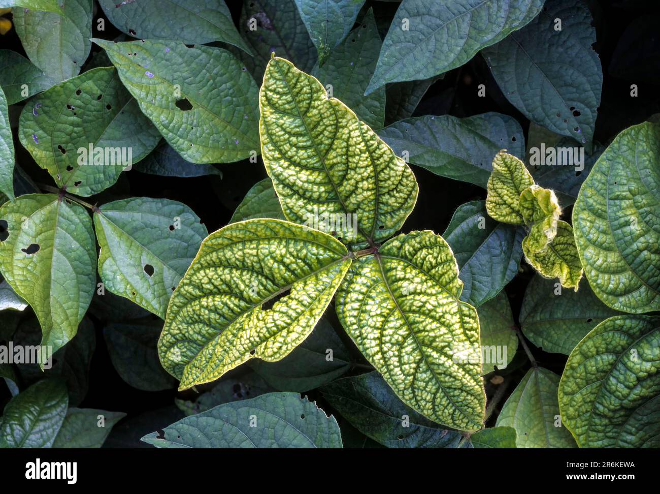 Green (Vigna radiata) Gram Viral disease Crinkling leaf in Tamil Nadu ...