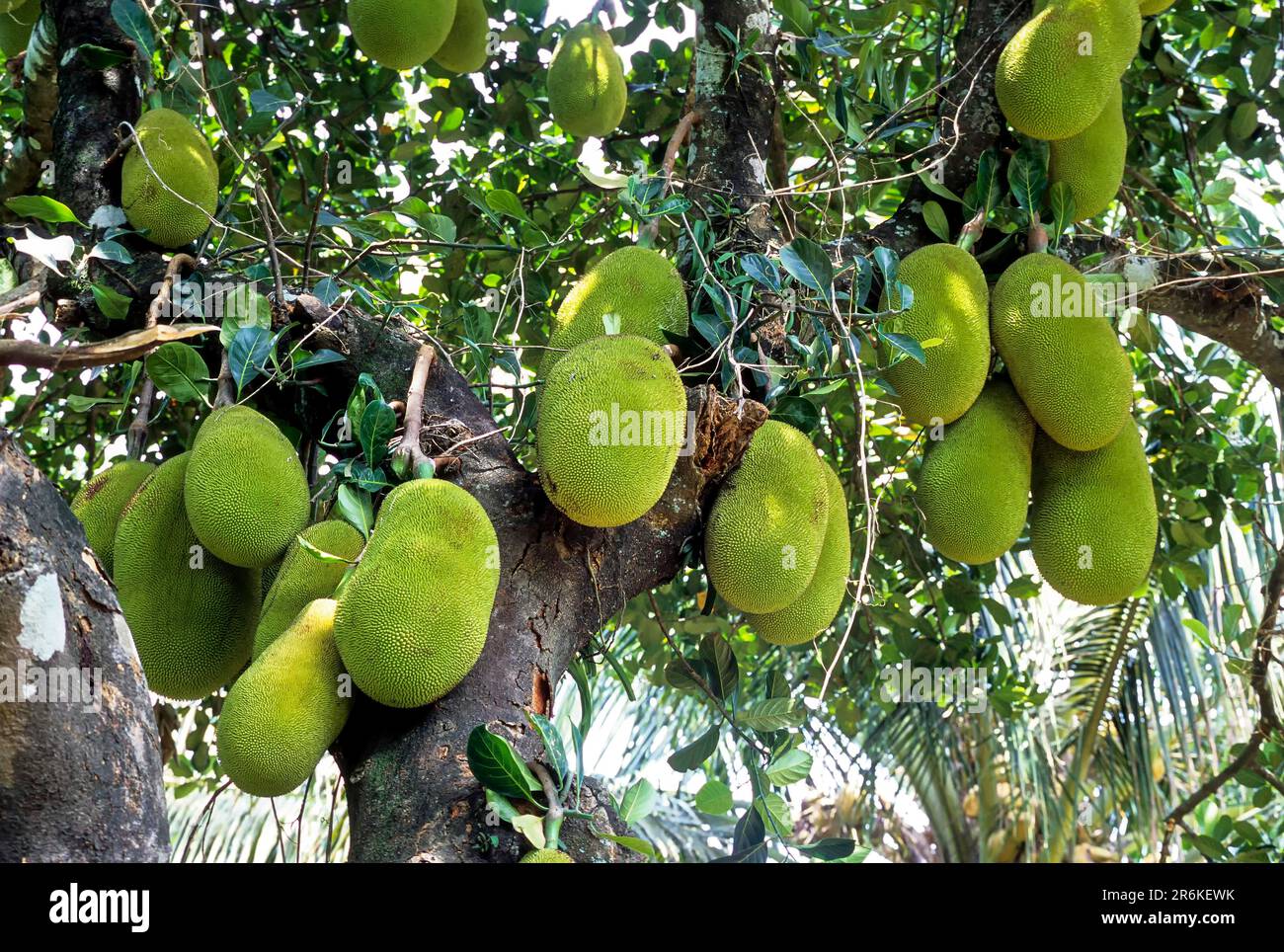 Jack fruits (Artocarpus heterophyllus) bread fruits on the tree, Kerala ...