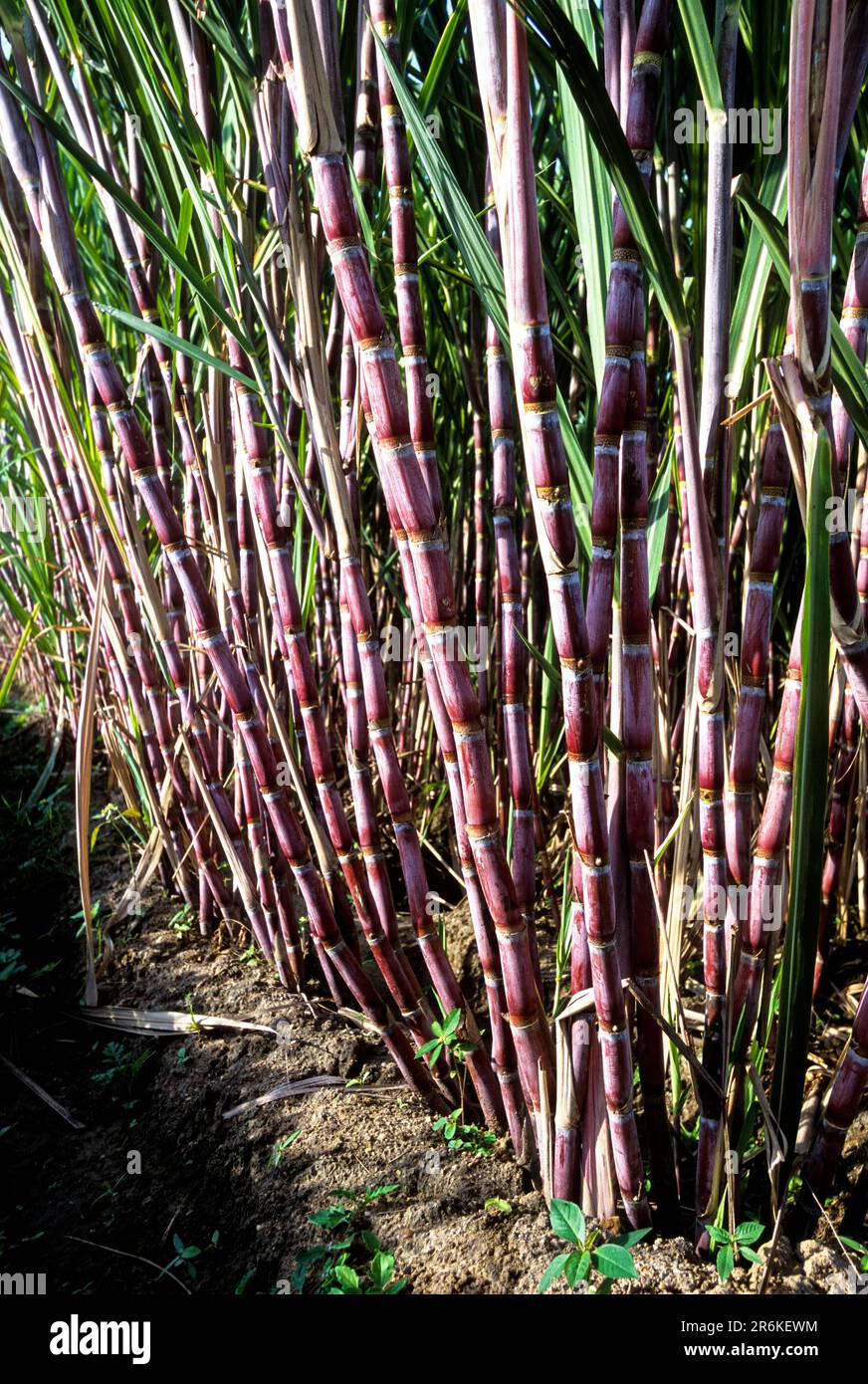 Sugar cane (Saccharum officinarum Linn) in an organic farm at ...
