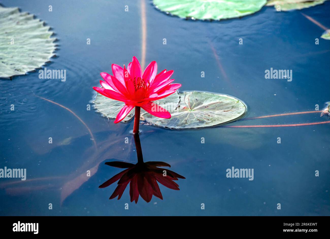 Indian water lily flower (Nymphaea nouchali Burm. F) Tamil Nadu, South ...