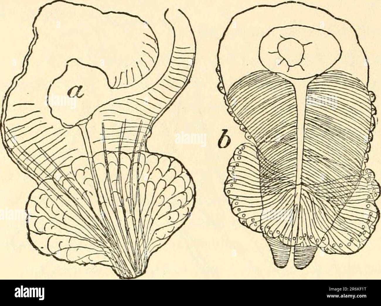 "Enchytræidæ of the west coast of North America" (1905 Stock Photo - Alamy