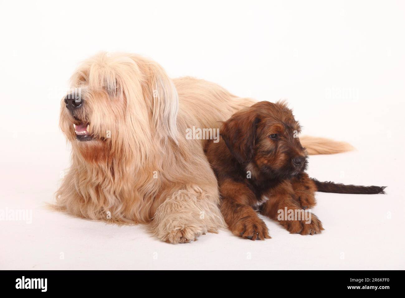Briard Mix Dog