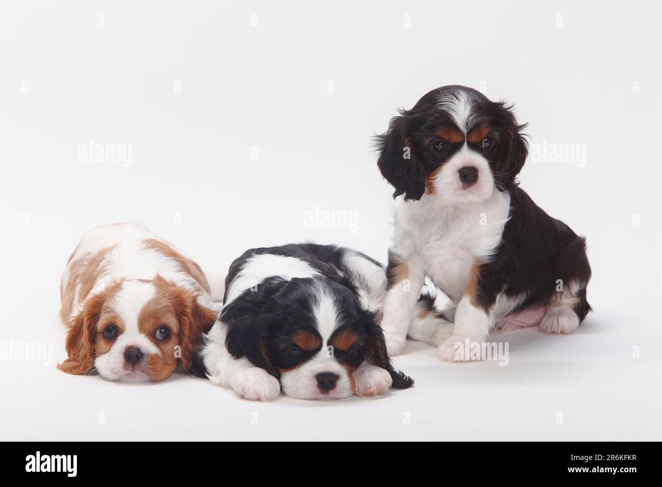 Cavalier King Charles Spaniel, puppies, tricolour and blenheim, 7 weeks ...