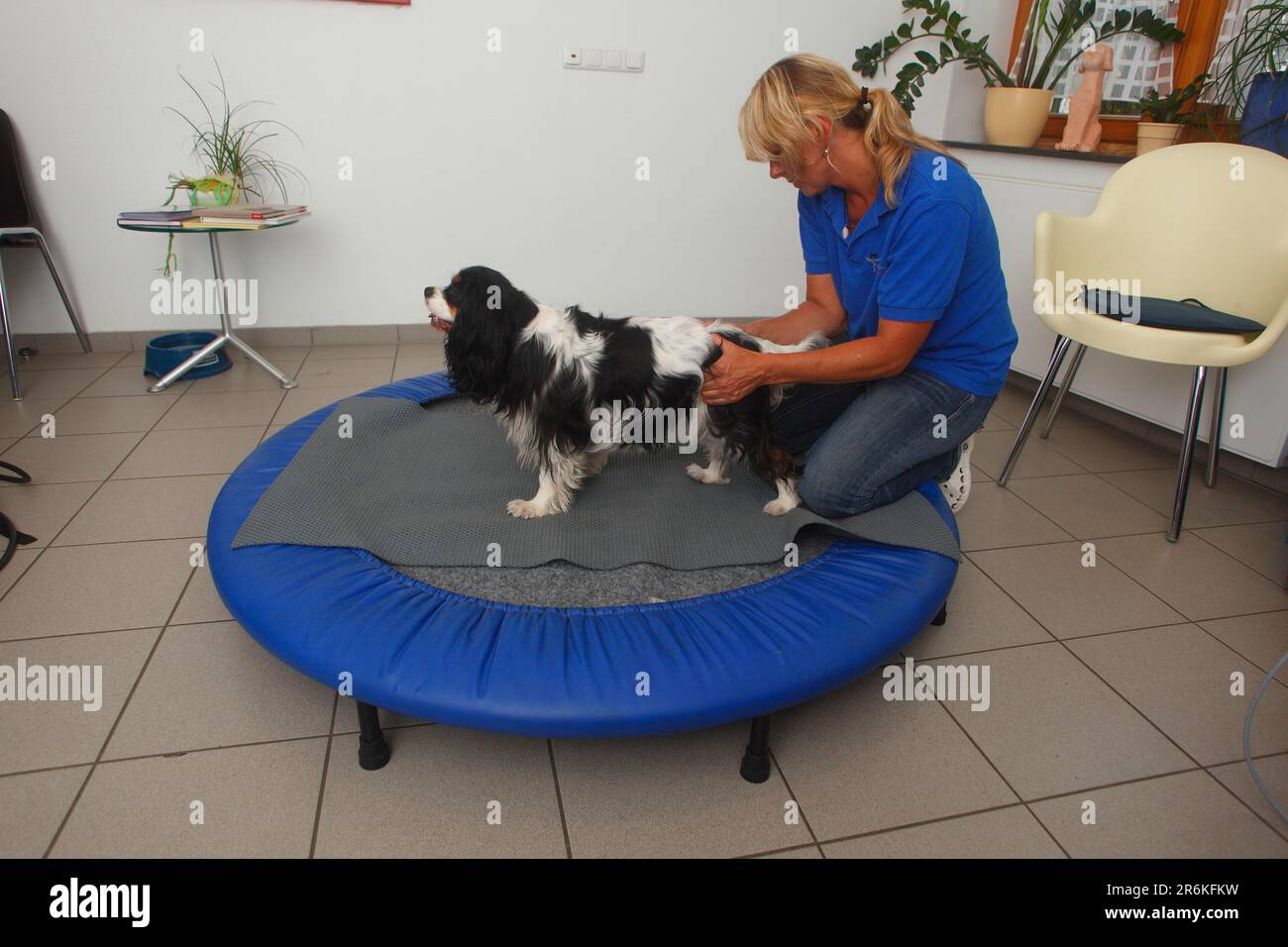 Cavalier King Charles Spaniel, tricolour gets physiotherapy ...