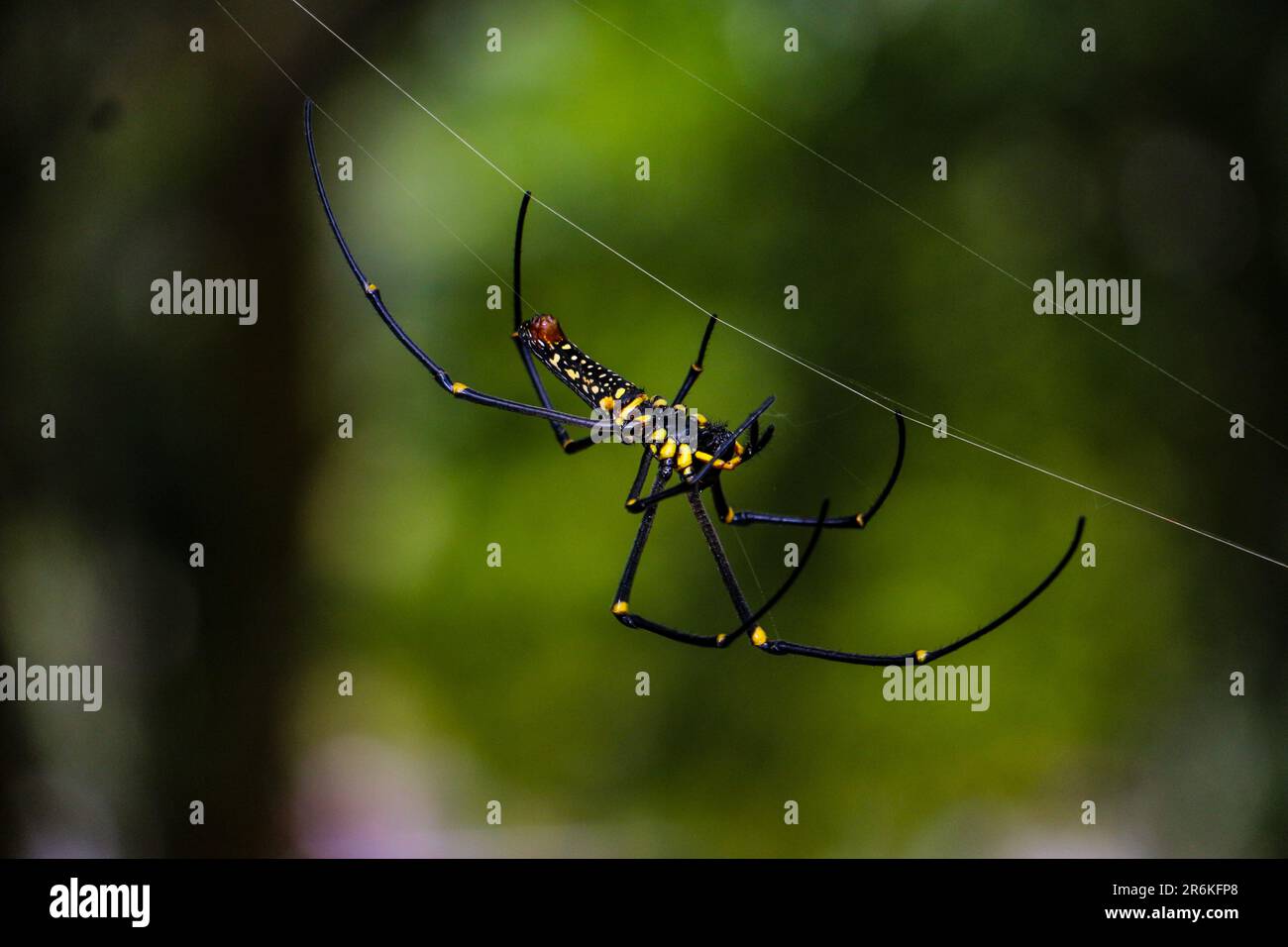 spiders in hainan Stock Photo - Alamy