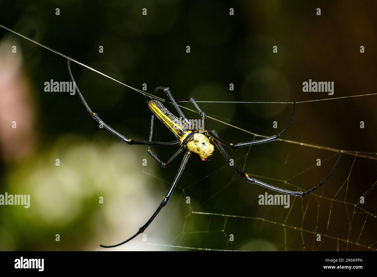 spiders in hainan Stock Photo - Alamy