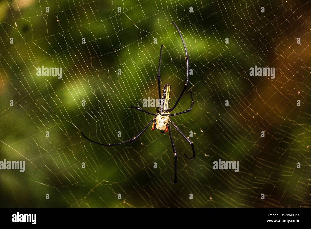Jungle spiders hi-res stock photography and images - Alamy