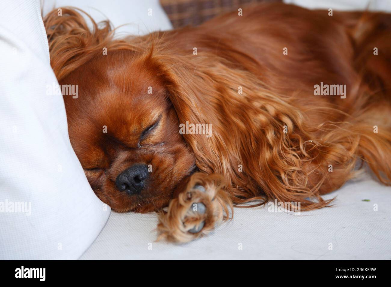 Cavalier King Charles Spaniel, ruby red Stock Photo - Alamy