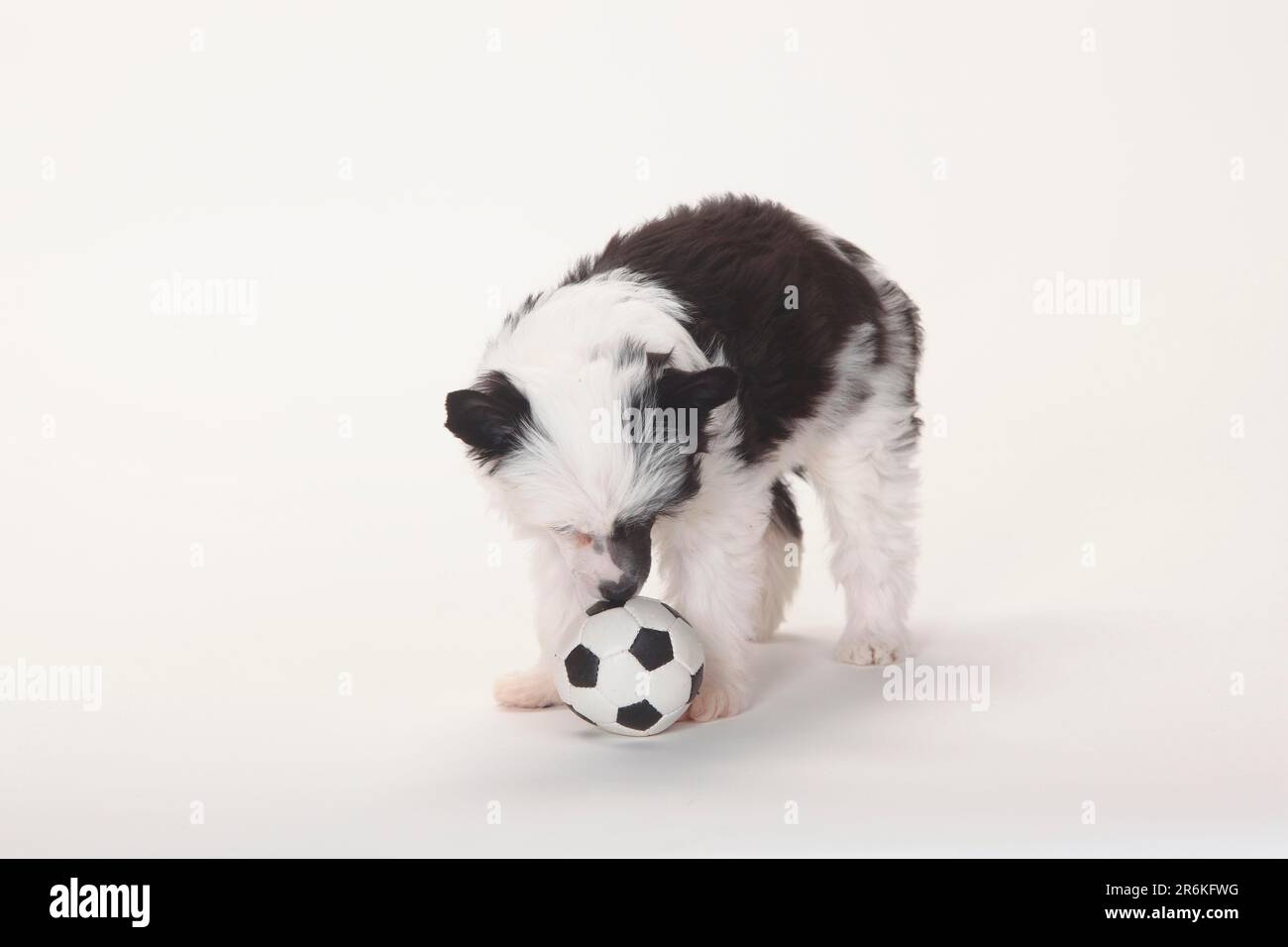 Puppy powder puff hi-res stock photography and images - Alamy