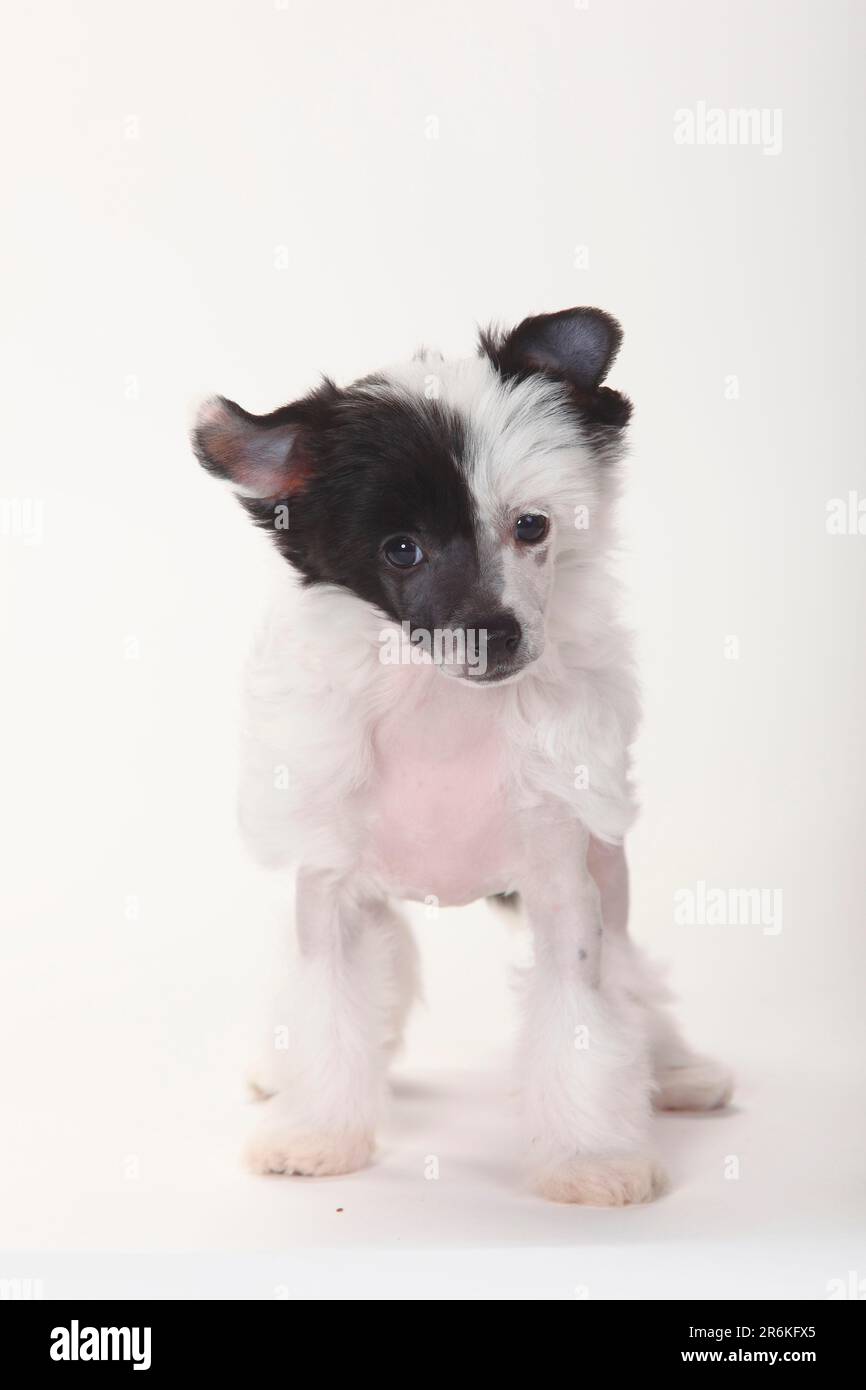 Why Do Dogs Puff Their Cheeks